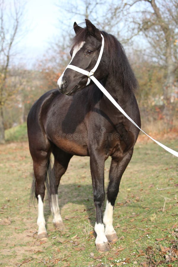 Black welsh mountain pony stock image. Image of outside - 53757675