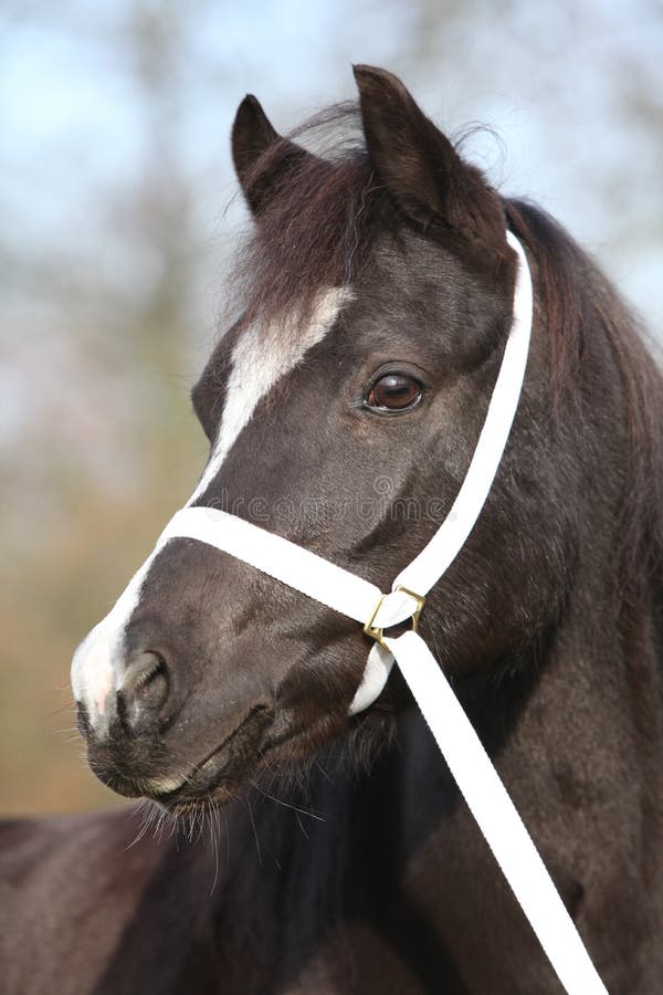 Black welsh mountain pony stock photo. Image of pasturage - 53758126