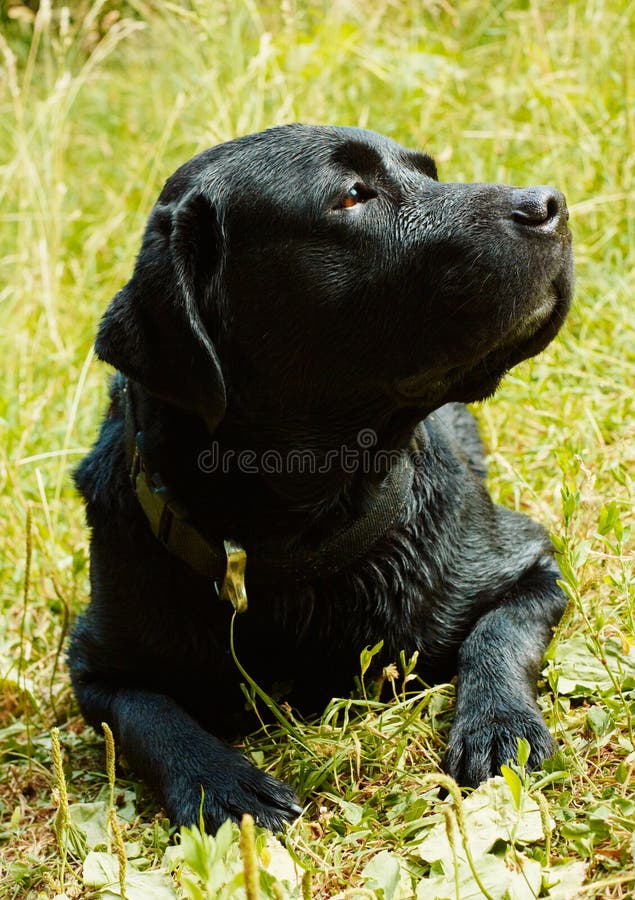 Black labrador stock image. Image of shiny, labrador - 53941835