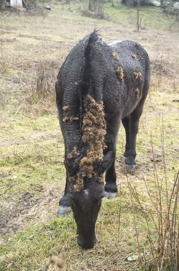 Black Wet Mule with Burdocks on the Mane Stock Photo - Image of animals ...