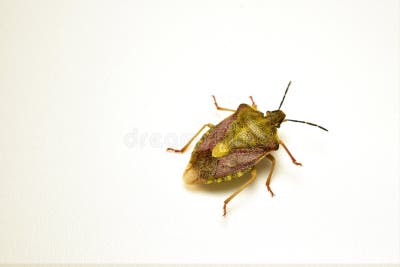 1,201 Bugs Europe Stock Photos - Free & Royalty-Free Stock Photos from ...