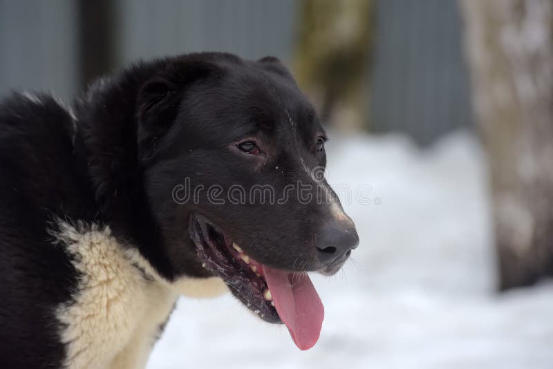 Black and white alabai stock photo. Image of docked - 155302510