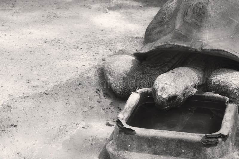 A Black and White Aldabra Tortoise Eating in a Zoo Stock Photo - Image ...