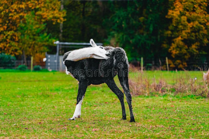 Black and White Alpaca Biting Itself on the Back Stock Photo - Image of ...
