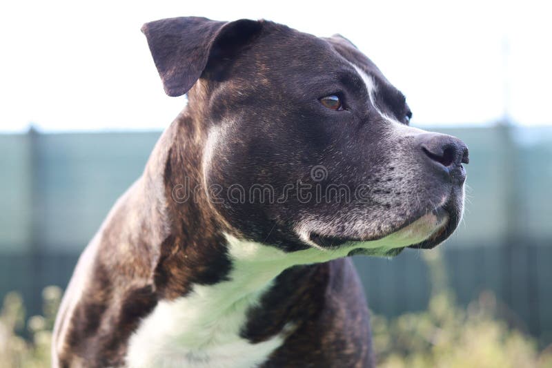 Black and White American Staffordshire Terrier Stock Image - Image of ...