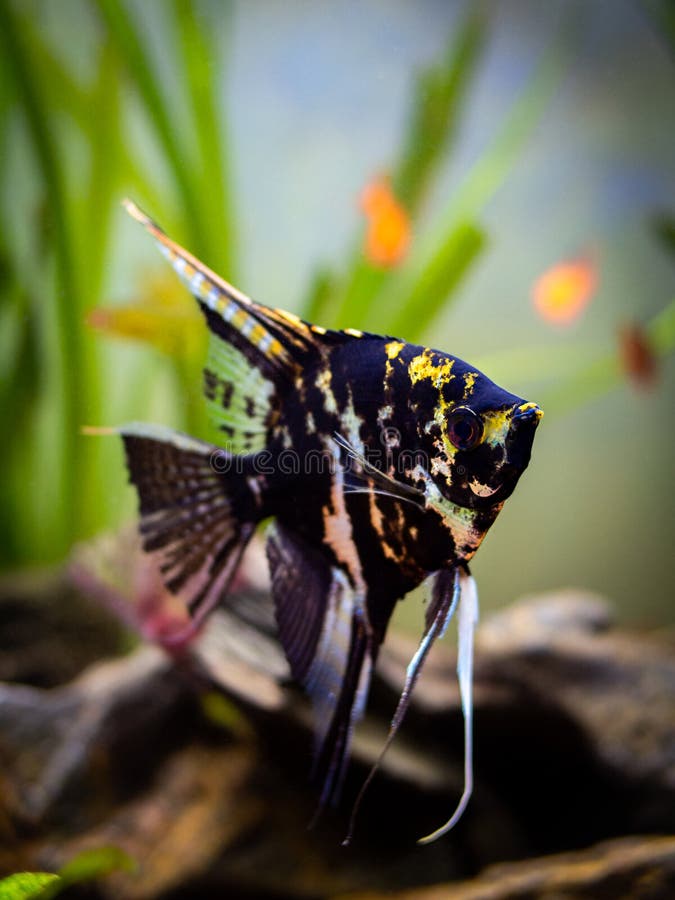 Black and White Angel Fish in a Fish Tank with Blurred Background Stock ...
