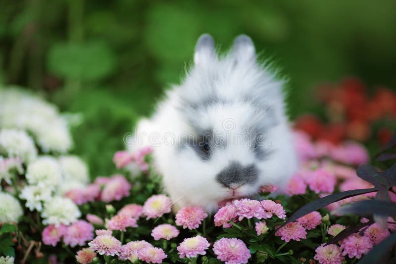 Black and White Angora Rabbit with Fluffy Fur Stock Image - Image of ...