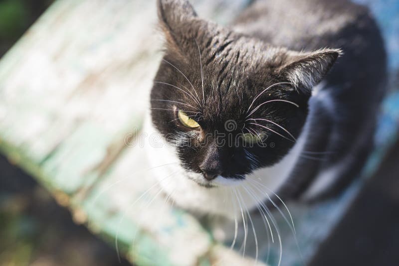 Black and White Angry Cat Sitting on a Bench in Cold Weather. Stock ...