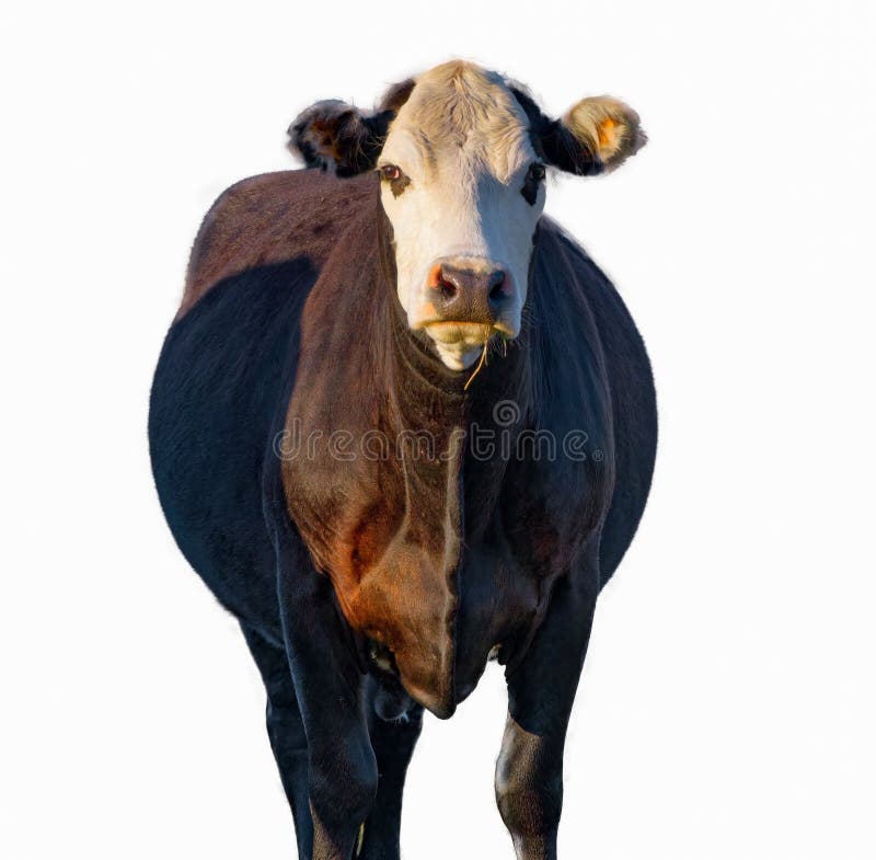 Angus Cow - Bos Taurus - Looking at Camera, Isolated on White ...