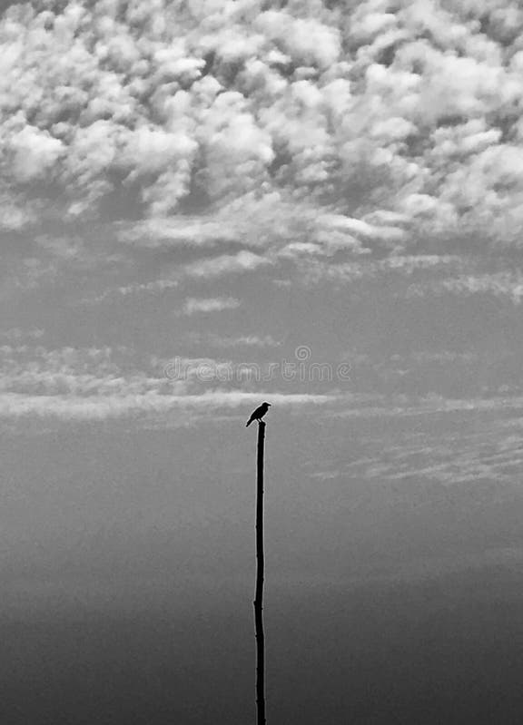 Deep stock photo. Image of animal, black, deep, bird - 106548194