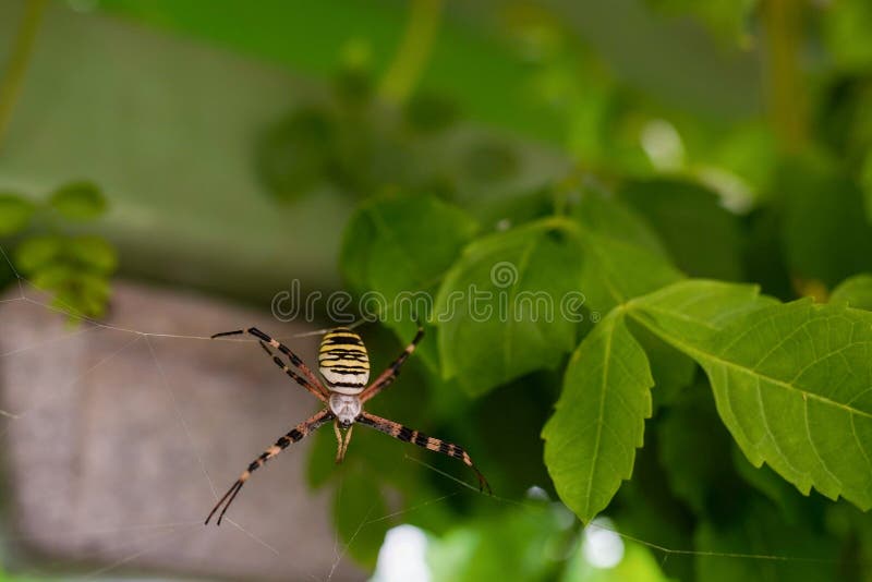 Black and White Argiope Spider on Web Spider with Morning Light in the ...