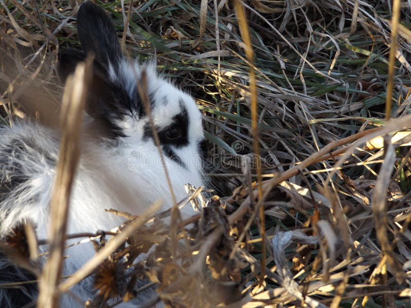Dead Baby Bunny Stock Photos - Free & Royalty-Free Stock Photos from ...