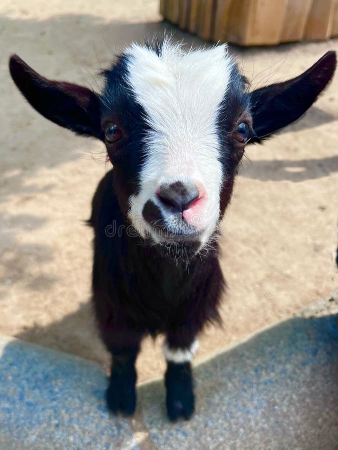Baby Goats Smiling