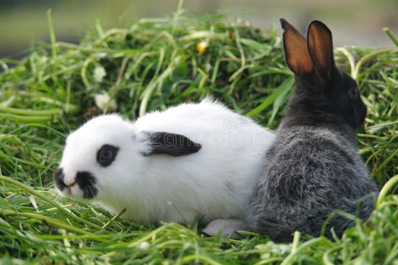 Black and White Baby Rabbits on Green Grass Stock Image - Image of ...