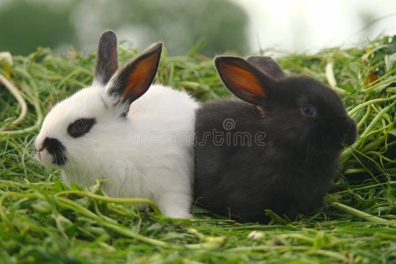 Black and White Baby Rabbits on Green Grass Stock Photo - Image of lawn ...