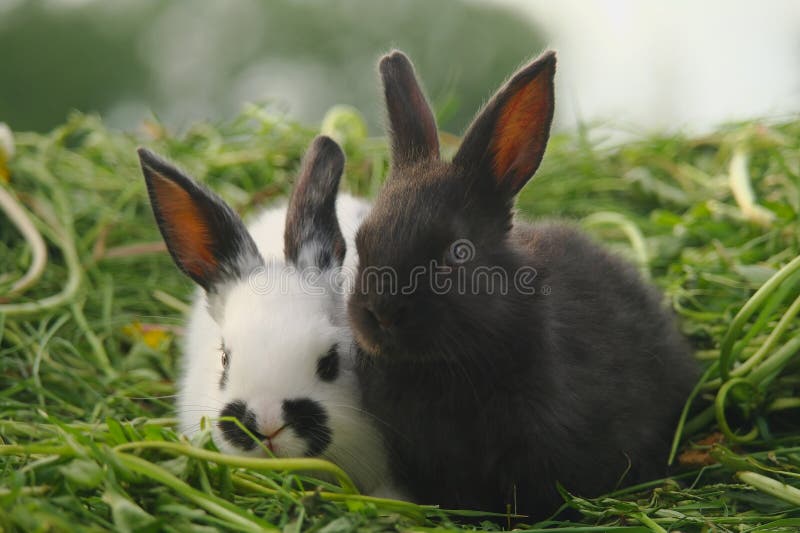 Black and White Baby Rabbits on Green Grass Stock Photo - Image of farm ...