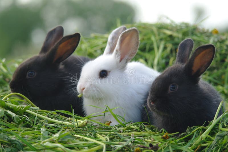 Black and White Baby Rabbits on Green Grass Stock Photo - Image of ...