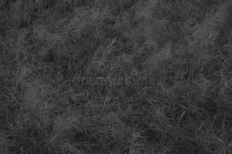 Black and White Background. Dry Field Grass Stock Photo - Image of ...