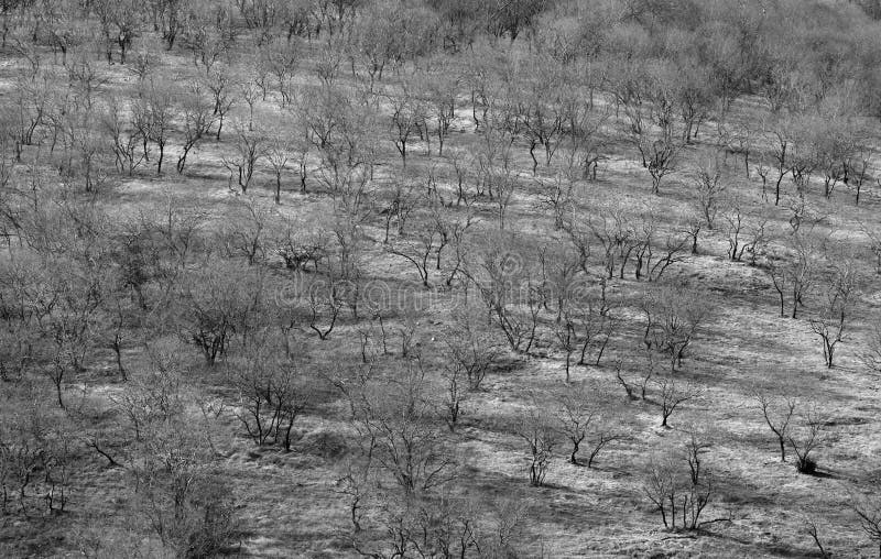 Landscape of dry forests stock image. Image of sanctuary - 105357867