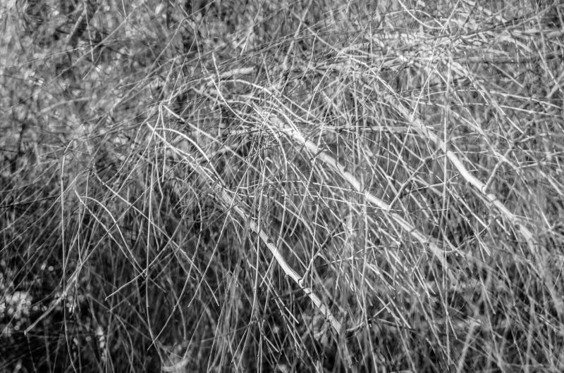 Leafless branch background stock photo. Image of vegetation - 105113296