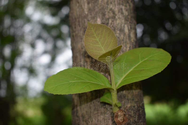 Black and White Background Texture and Twin and Leave Stock Image ...