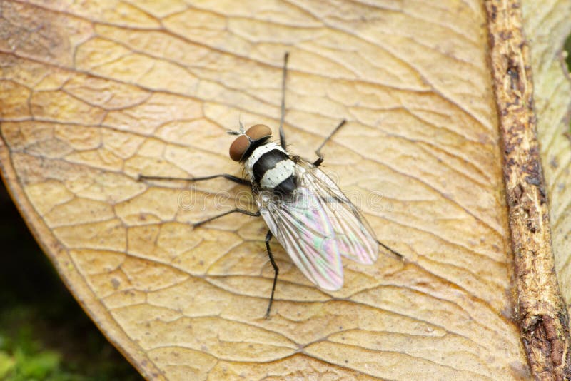 Black and White Band Fly Species, Satara, Maharashtra Stock Photo ...