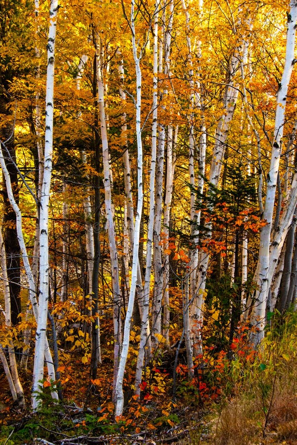 Birch Trees Contrast with the Fall Colors Stock Image - Image of trees ...