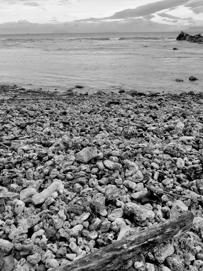 Black and White Beach Filled with Fossil Coral Reef Stock Image - Image ...