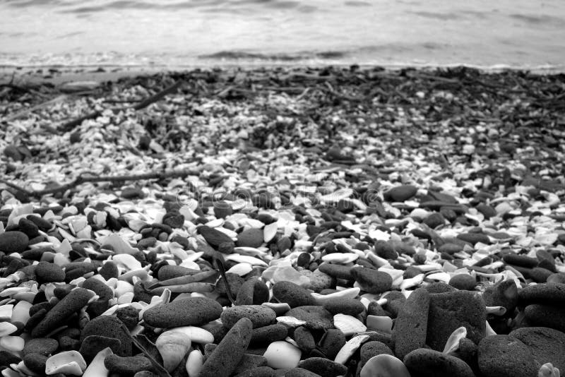 Black and White Beach Sand Sea Shells Grain Waves Stock Photo - Image ...