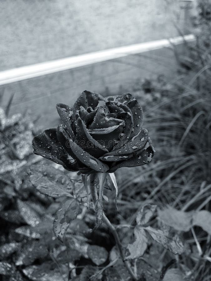 Beautifull Rose in the Garden with Rain Drops Stock Image - Image of ...