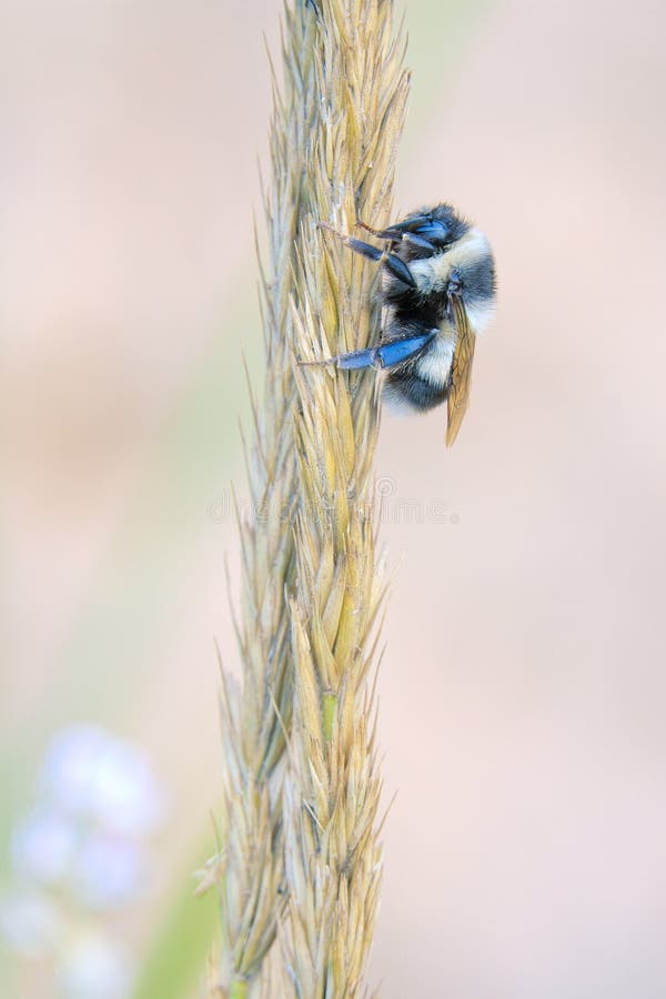 Black and white bee stock photo. Image of close, natural - 192520874