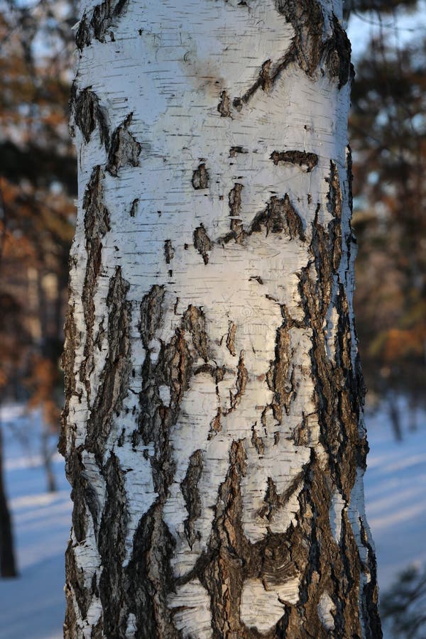 Black and White Birch Trunk Closeup Stock Image - Image of woodland ...