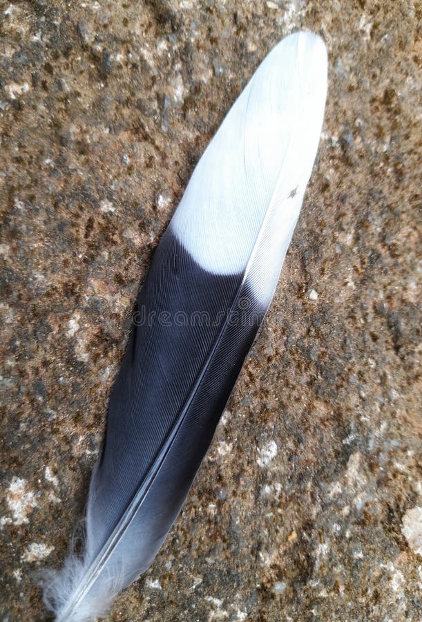 Black and White Colour Bird Feather Stock Image - Image of limb, floor ...