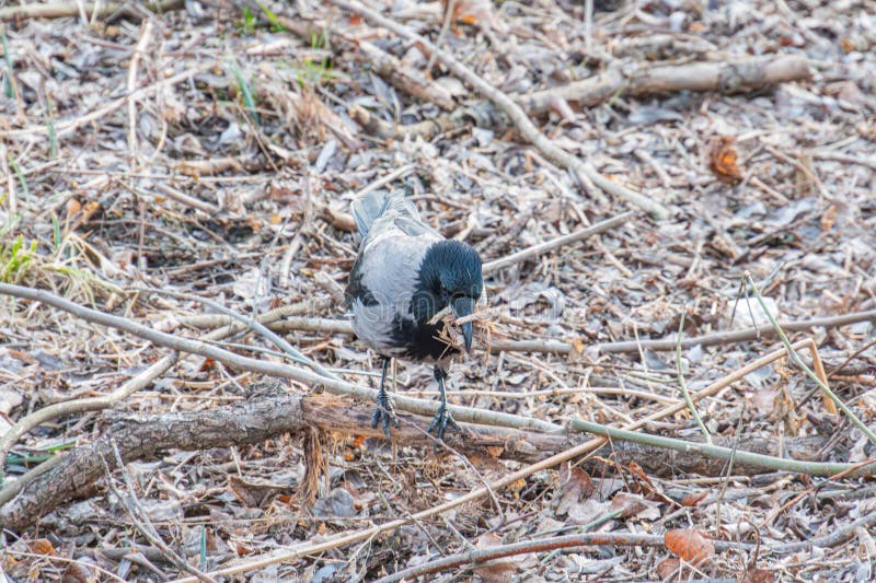 A Black and White Bird Perched in a Forest or Garden Setting, Possibly ...