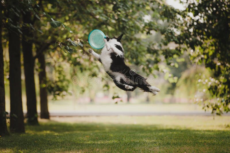 Black and White Border Collie Catching a Frisbee Disc Stock Image ...