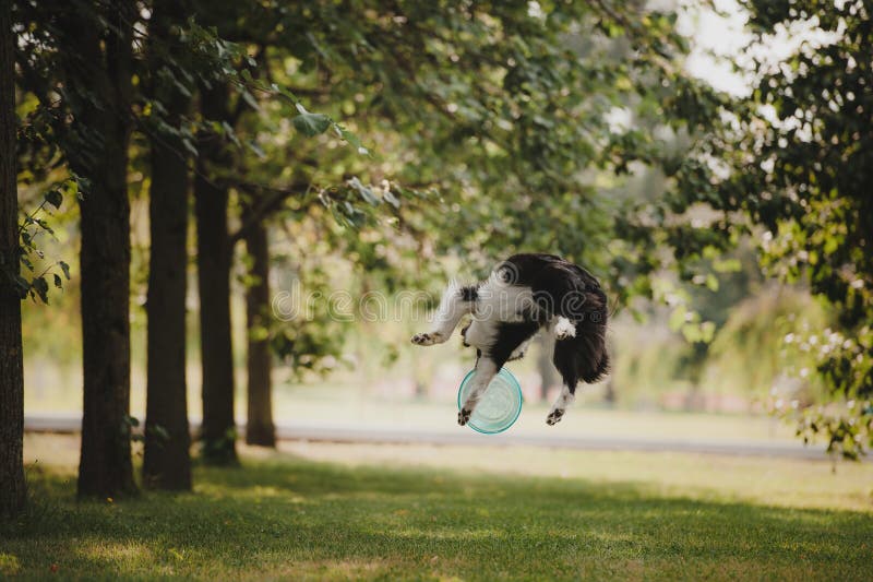 Black and White Border Collie Catching a Frisbee Disc Stock Image ...