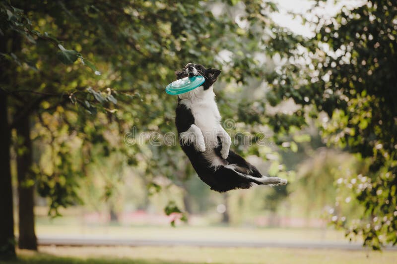 Black and White Border Collie Catching a Frisbee Disc Stock Image ...