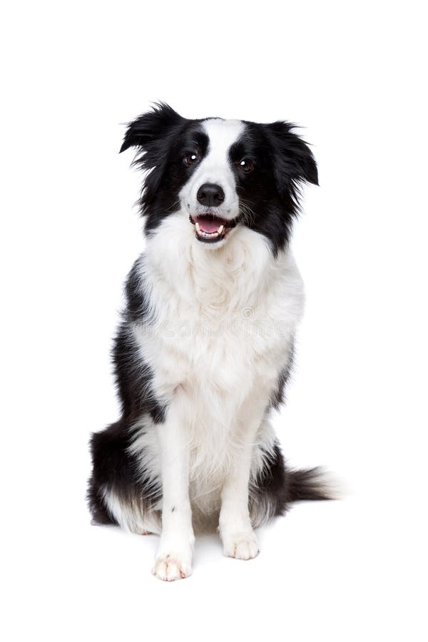 One Black And White Border Collie Dog, Studio Shot Stock Image - Image ...