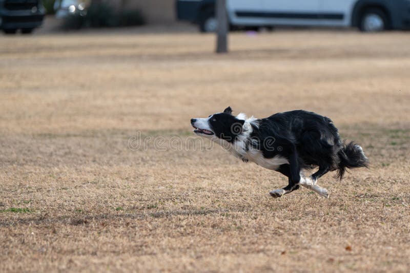 Black and White Border Collie in Full Run at the Park Stock Image ...