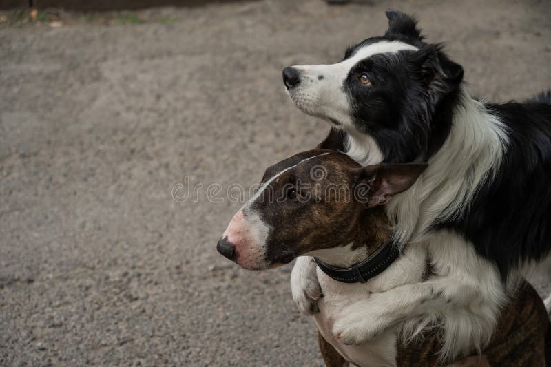 Black and White Border Collie Hugging a Brindle Bull Terrier on a Walk ...