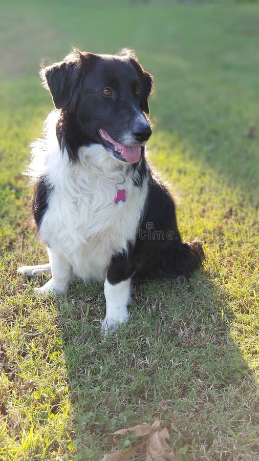Black and White Border Collie Mix Stock Image - Image of border, black ...
