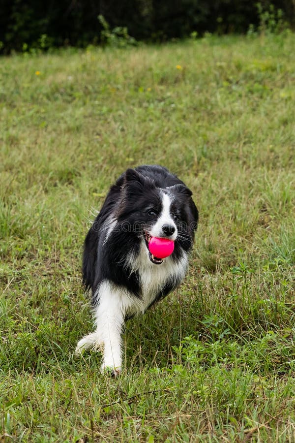 A Border Collie is Playing with a Ball on the Field Stock Image - Image ...