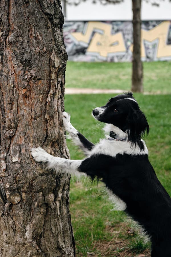 A Black and White Border Collie Puts Its Front Paws on a Tree Trunk and ...