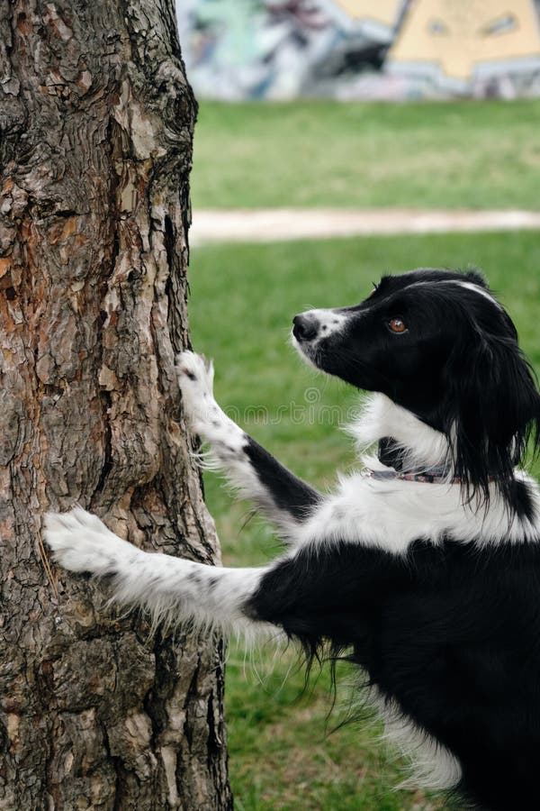 A Black and White Border Collie Puts Its Front Paws on a Tree Trunk and ...