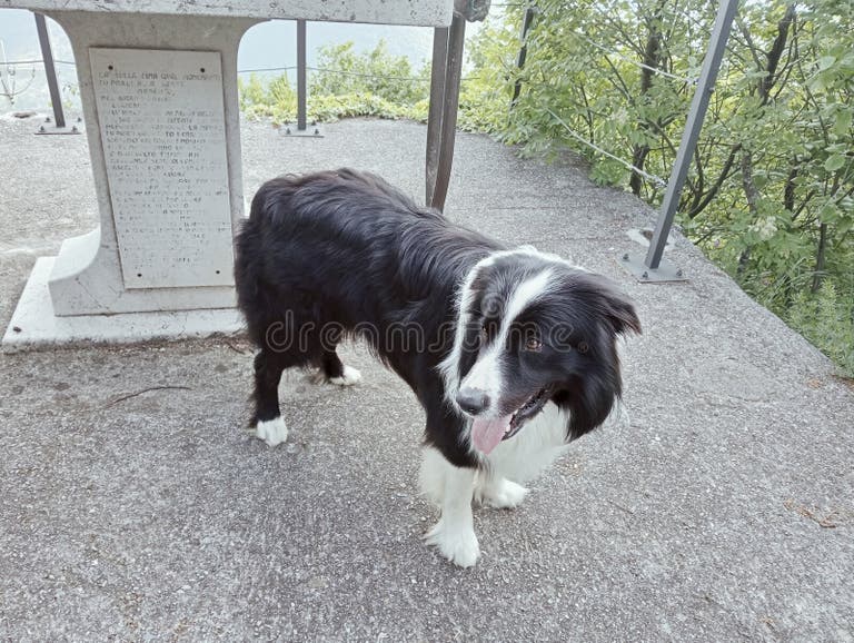Black and White Border Collie Sitting on a Rock in the Forest Stock ...