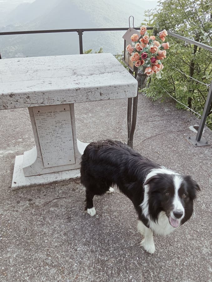 Black White Border Collie Sitting Rock Forest Stock Photos - Free ...
