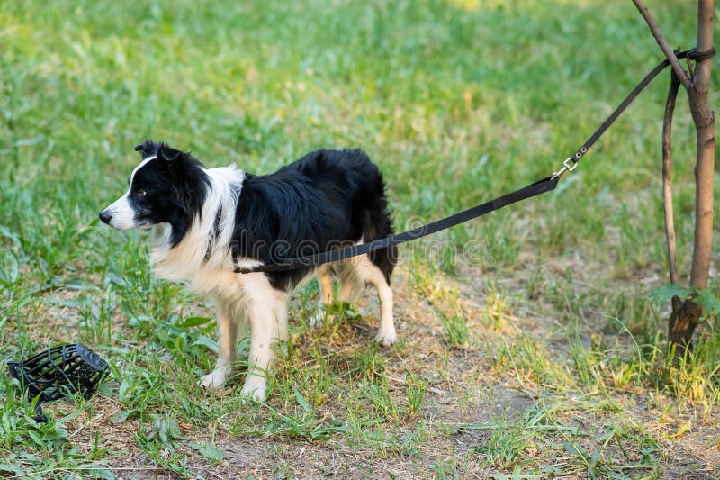 Black White Border Collie Tied Leash Tree Stock Photos - Free & Royalty ...