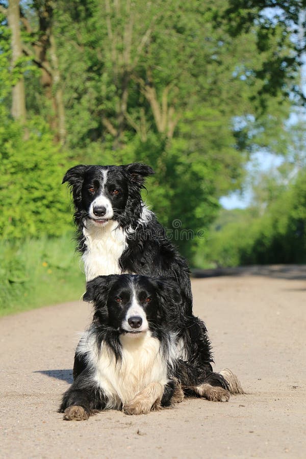 Black and White Border Collies Sit and Lie Together on a Sandy Path in ...