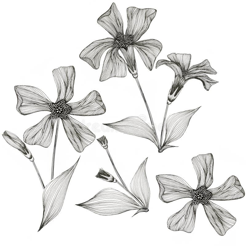 Set of Isolated Flower, Botanical Composition, Line Art Ink Drawing ...