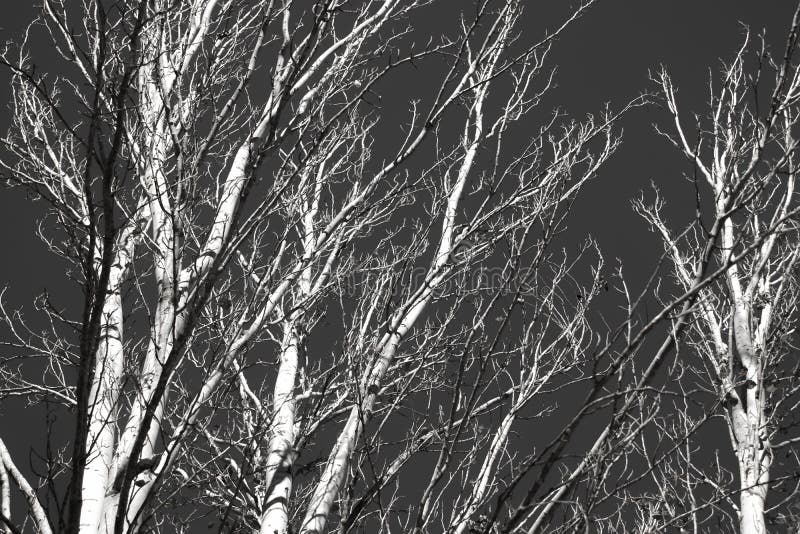 Black-and-white Branches and Tree Trunks Stock Image - Image of ...